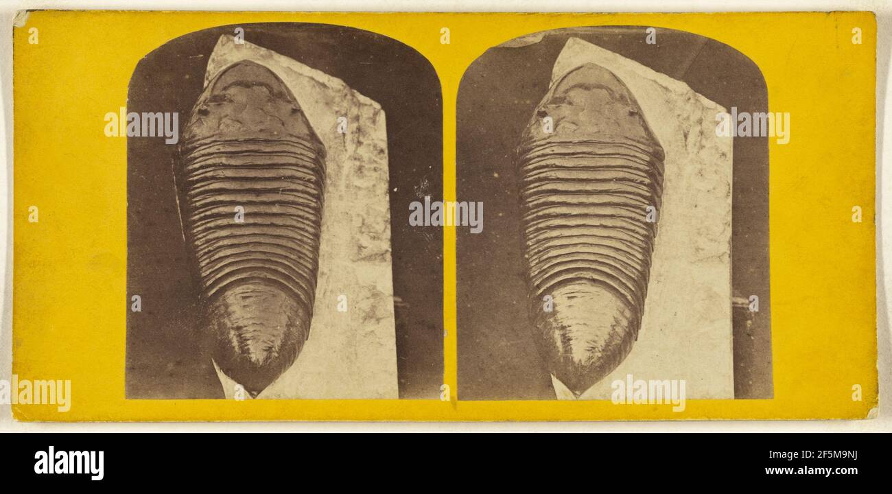 Palaeozoic Fossils. Homalonotus.-Delphinocephalus. From the Silurian ...