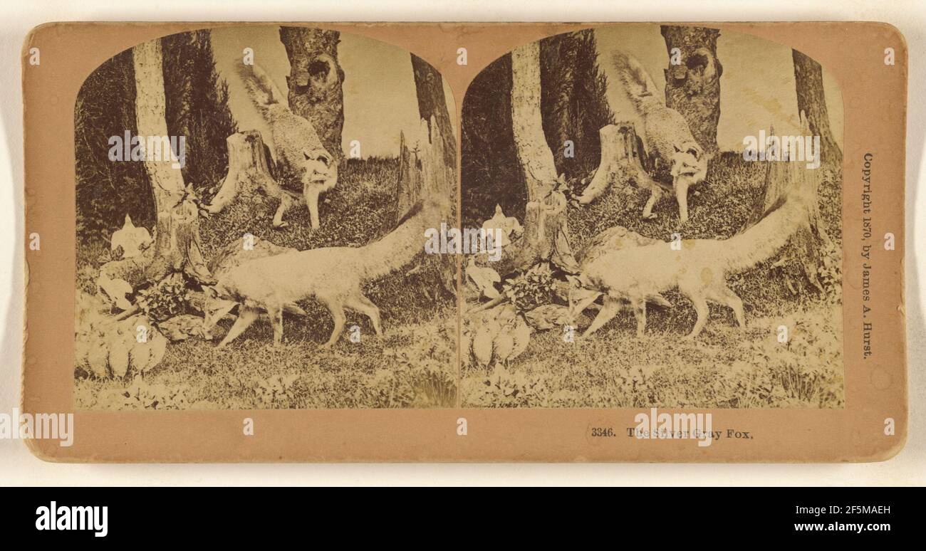 The Silver Grey Fox Stock Photo - Alamy