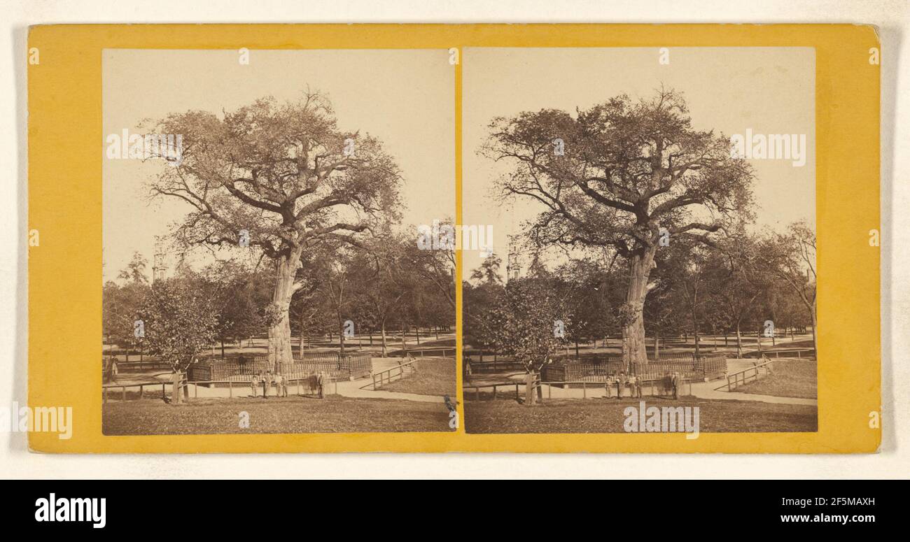 Old elm tree hi-res stock photography and images - Alamy