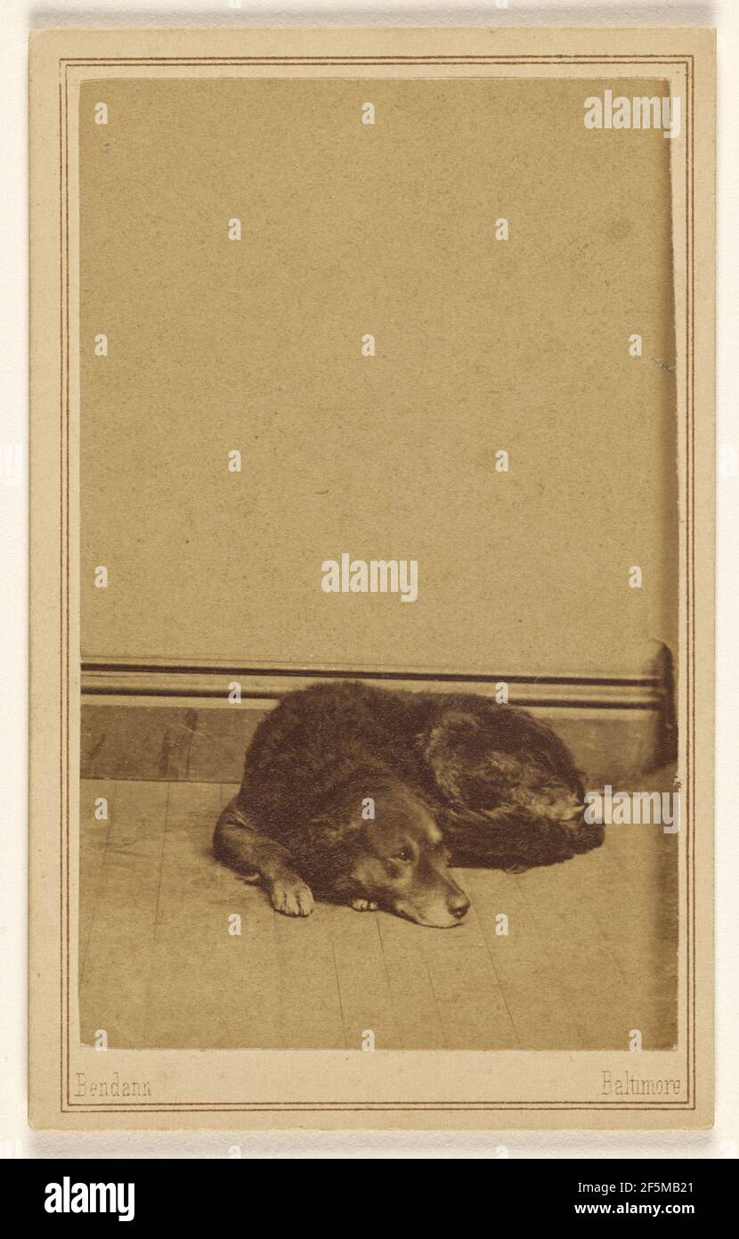 Dog resting on floor. Bendann Brothers (American, active 1850s - 1873 ...