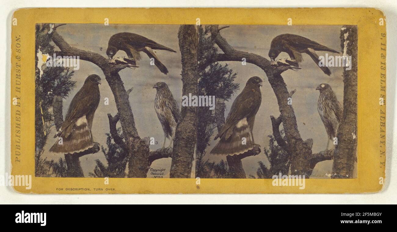 Class II, Order I, Accipitres. Family Falconidae. Marsh Harrier ...