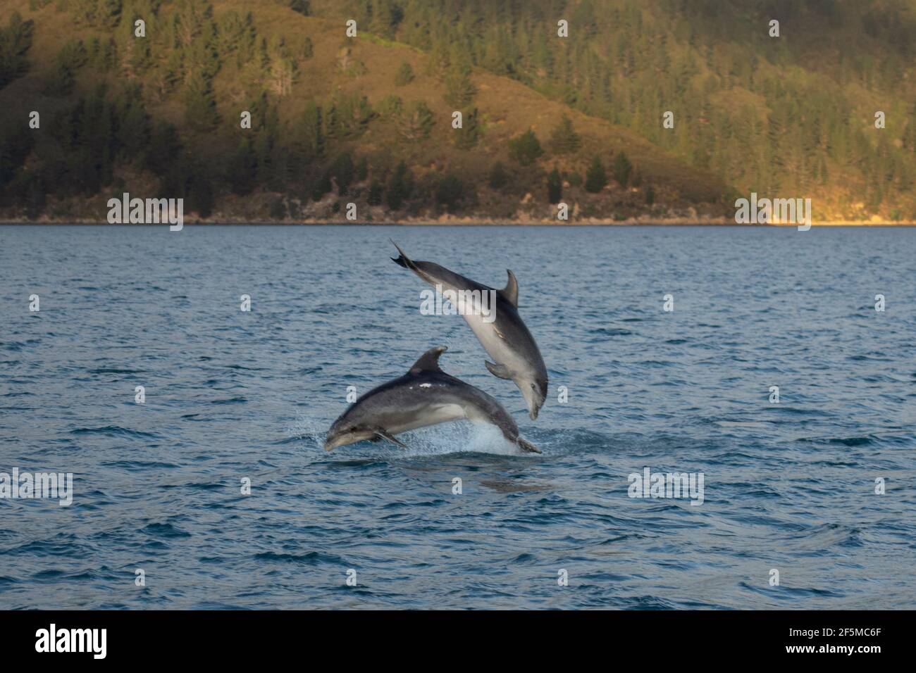 Pair of Bottlenose Dolphins, Tursiops truncatus, jumping, Queen ...
