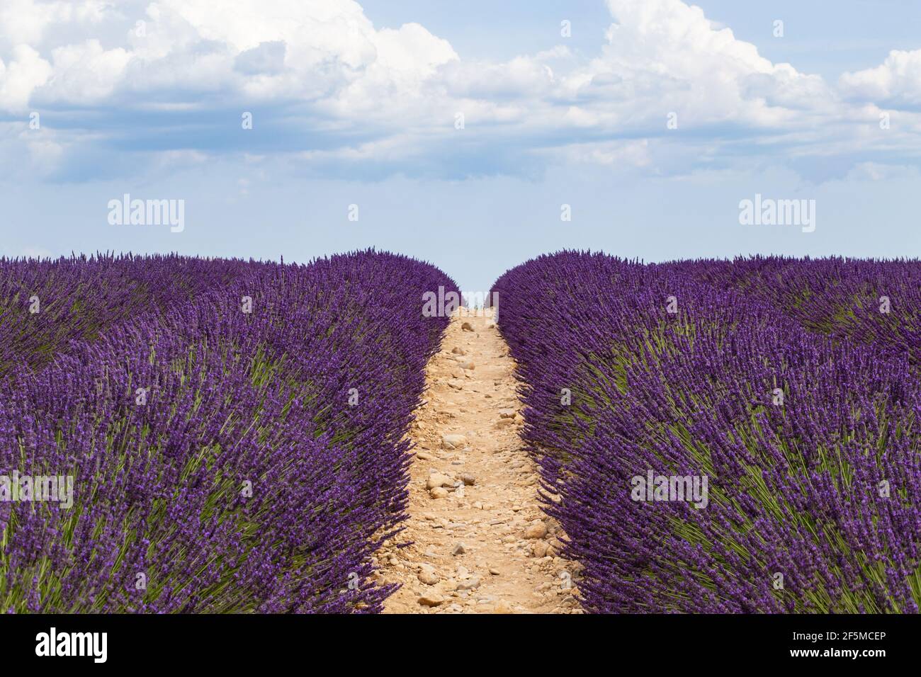 Lavender Cultivated Field and path In Provence, France Stock Photo - Alamy