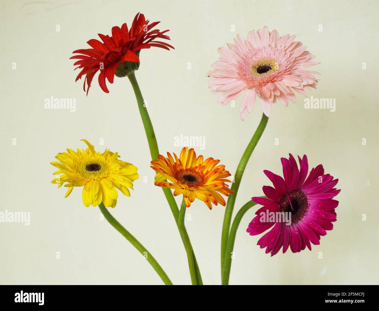 Most beautiful flower pictures hi-res stock photography and images - Alamy
