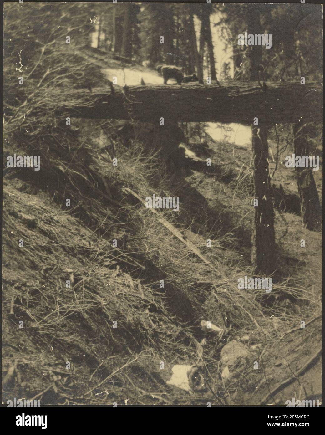 Man Kneeling on Felled Tree in Woody Ravine. Louis Fleckenstein ...