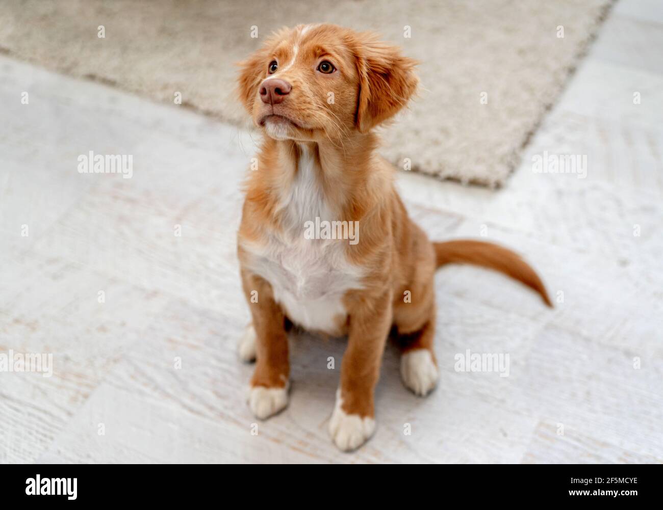 Beautiful toller puppy dog hi-res stock photography and images - Alamy