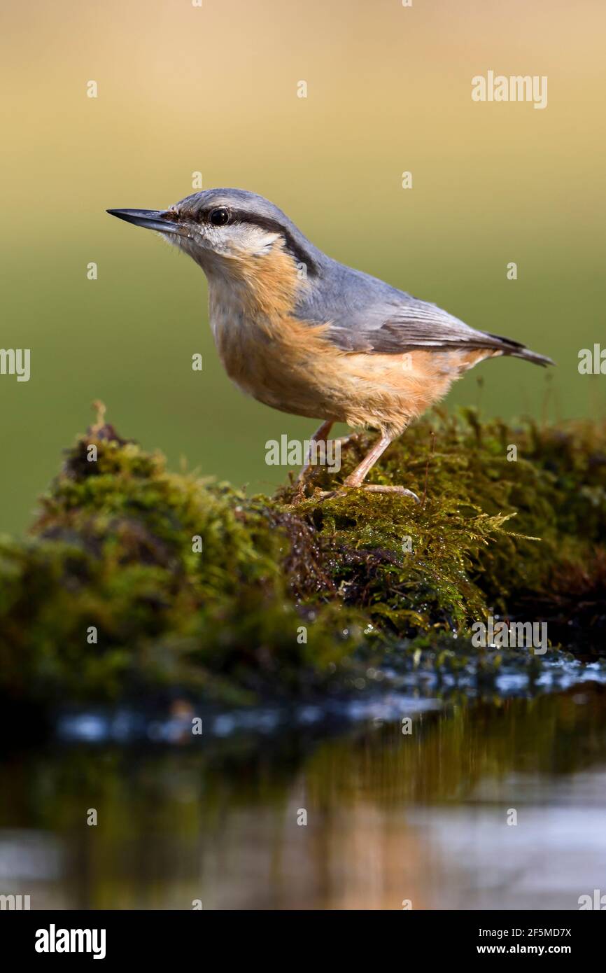 Robert belbin hi-res stock photography and images - Alamy