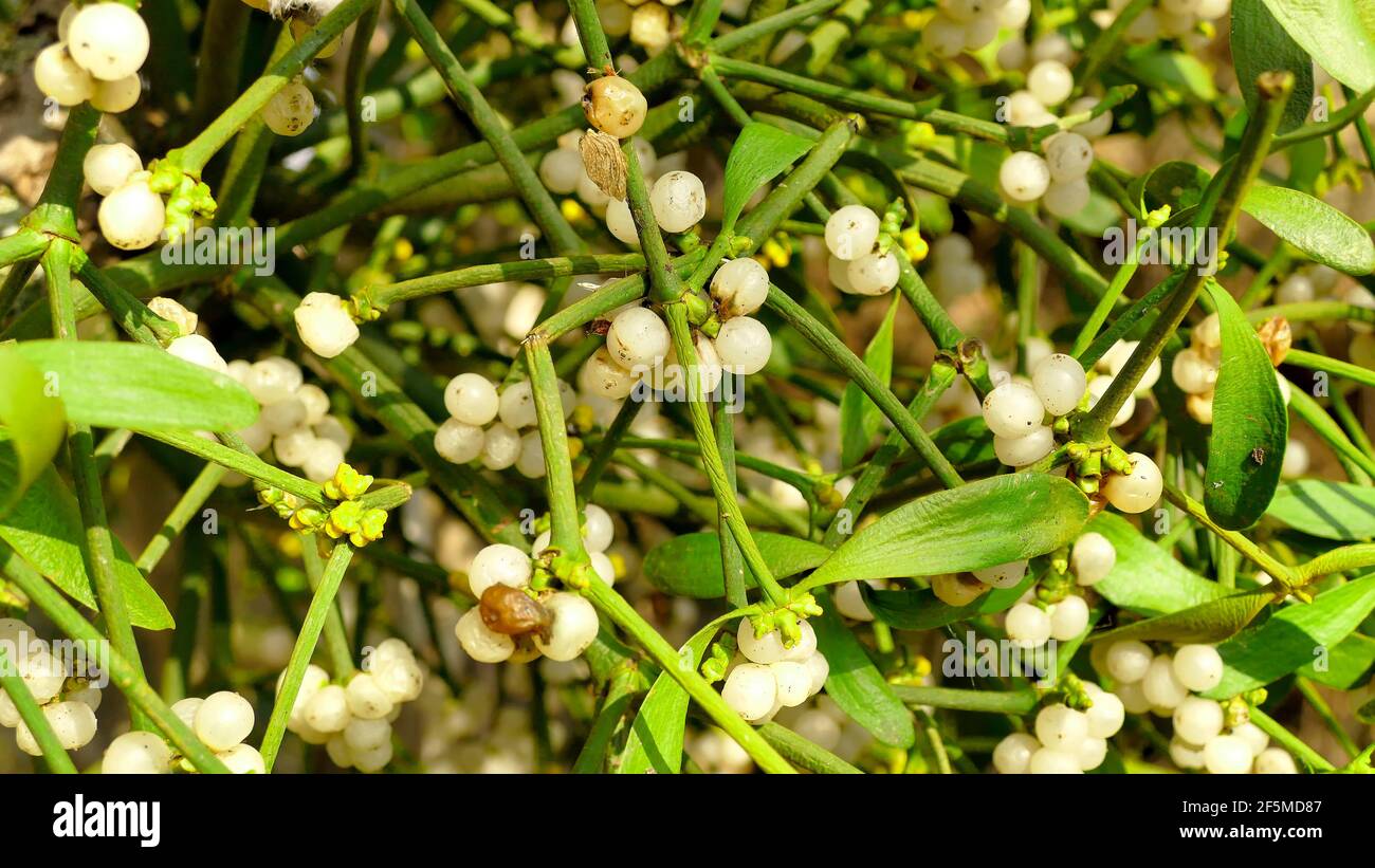 Mistletoe Therapy High Resolution Stock Photography and Images - Alamy