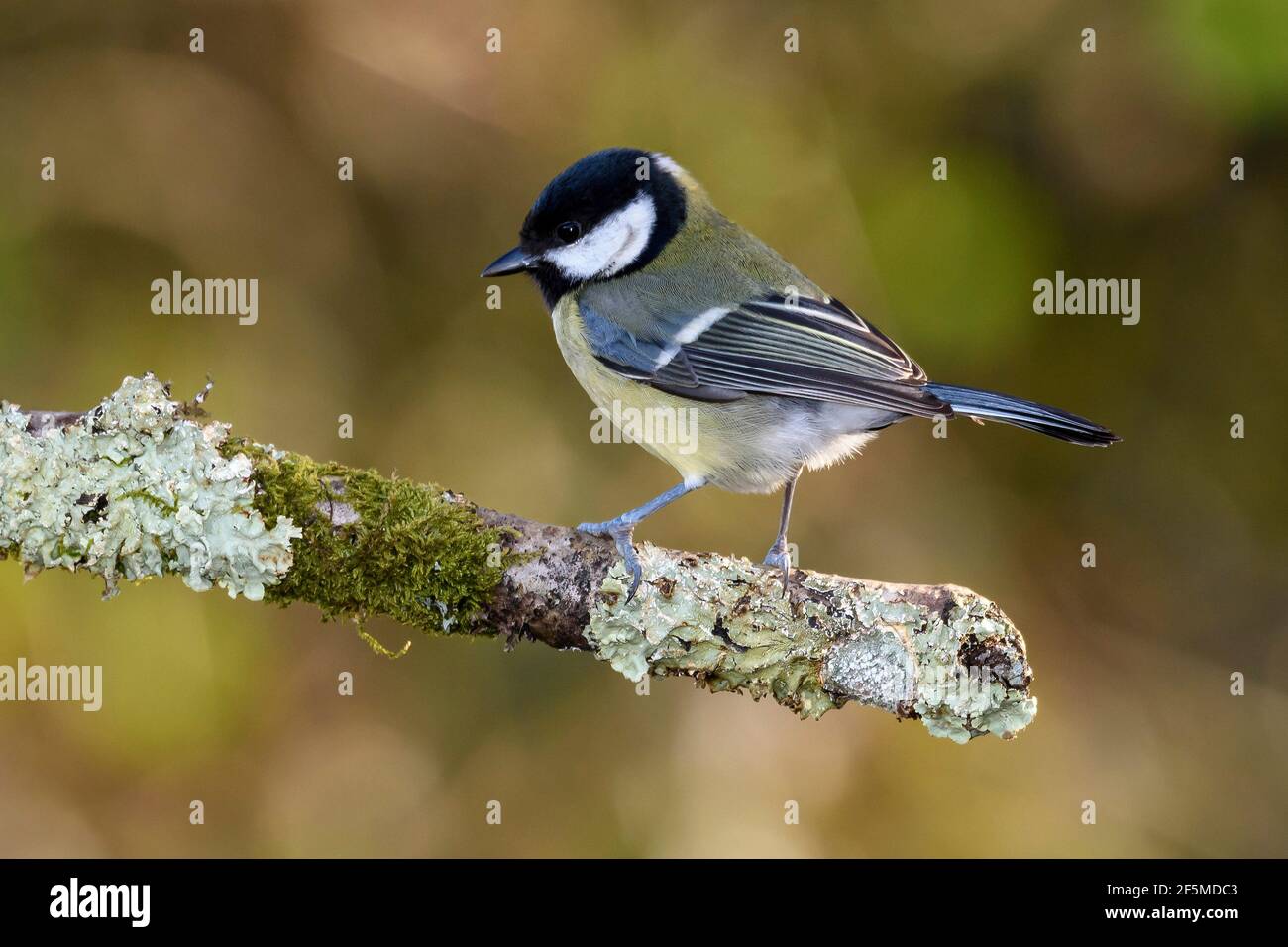 Female Great Tit (Parus major), Dorset, U.K Stock Photo - Alamy