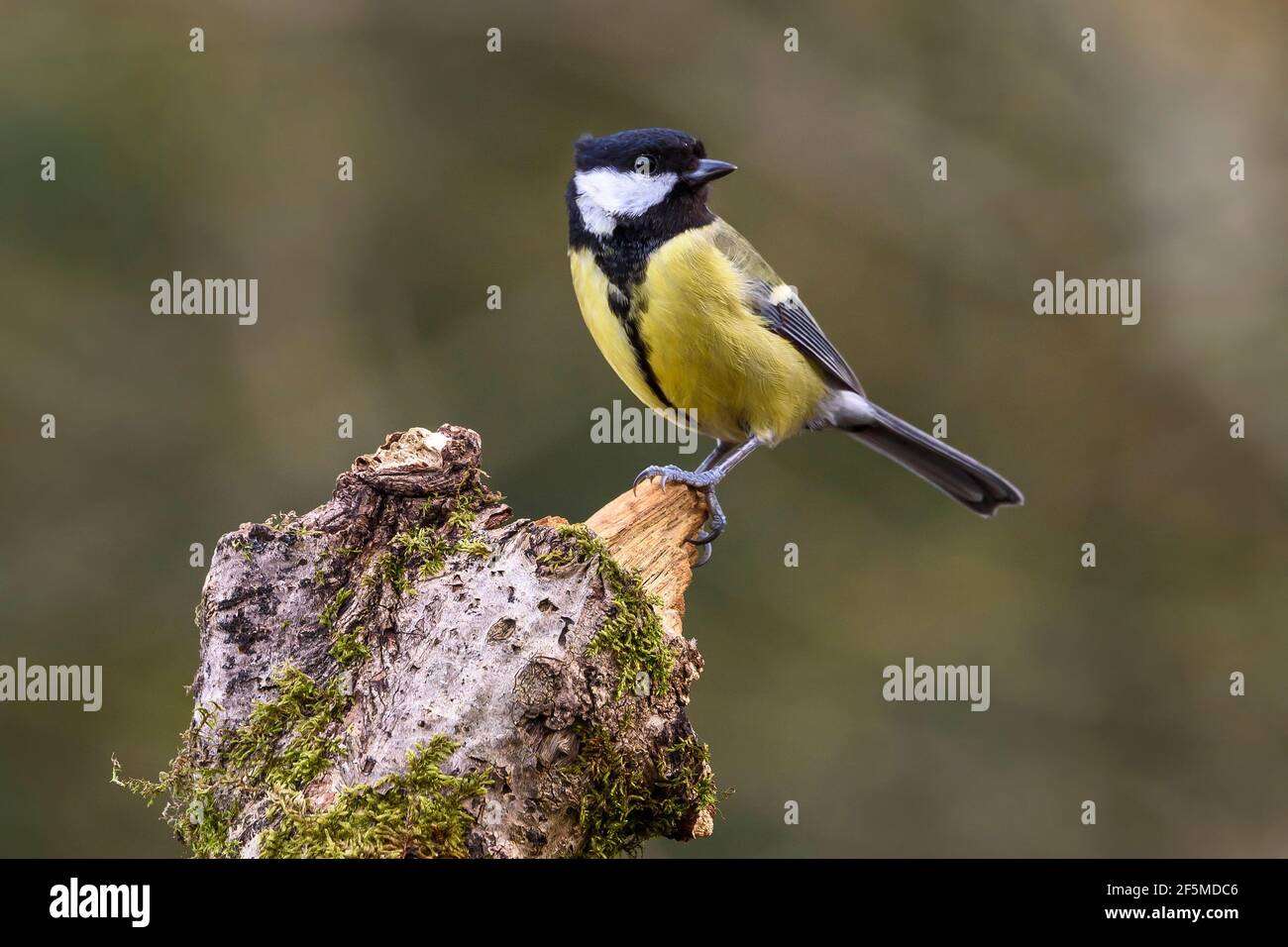Female Great Tit (Parus major), Dorset, U.K Stock Photo - Alamy