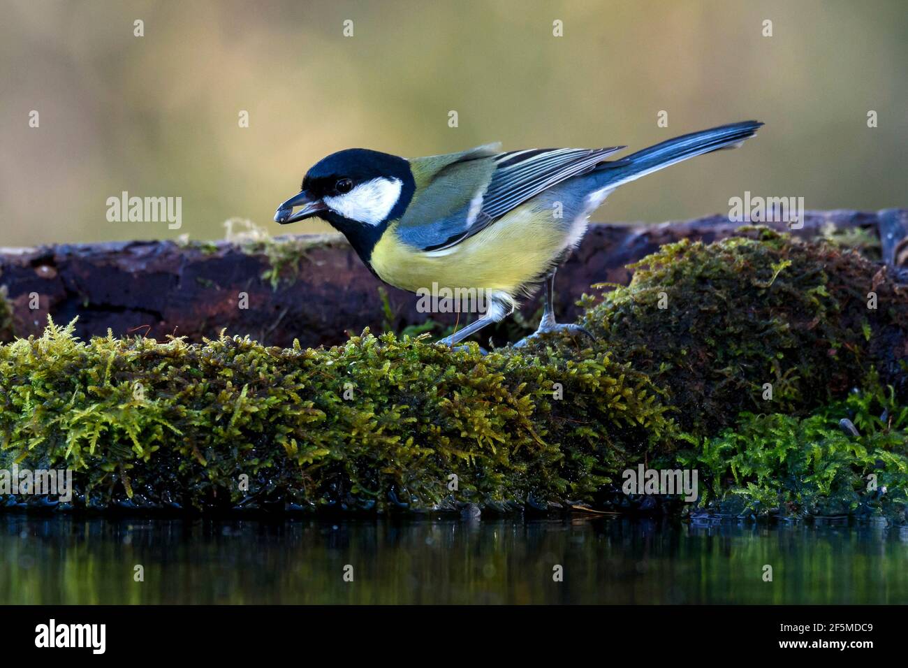 Female Great Tit (Parus major), Dorset, U.K Stock Photo - Alamy