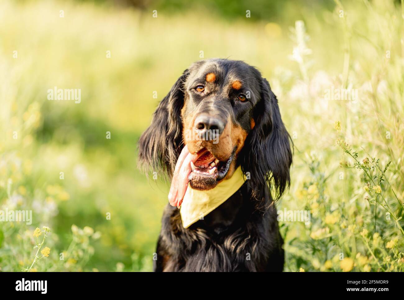 Scottish gordon setter hi-res stock photography and images - Alamy