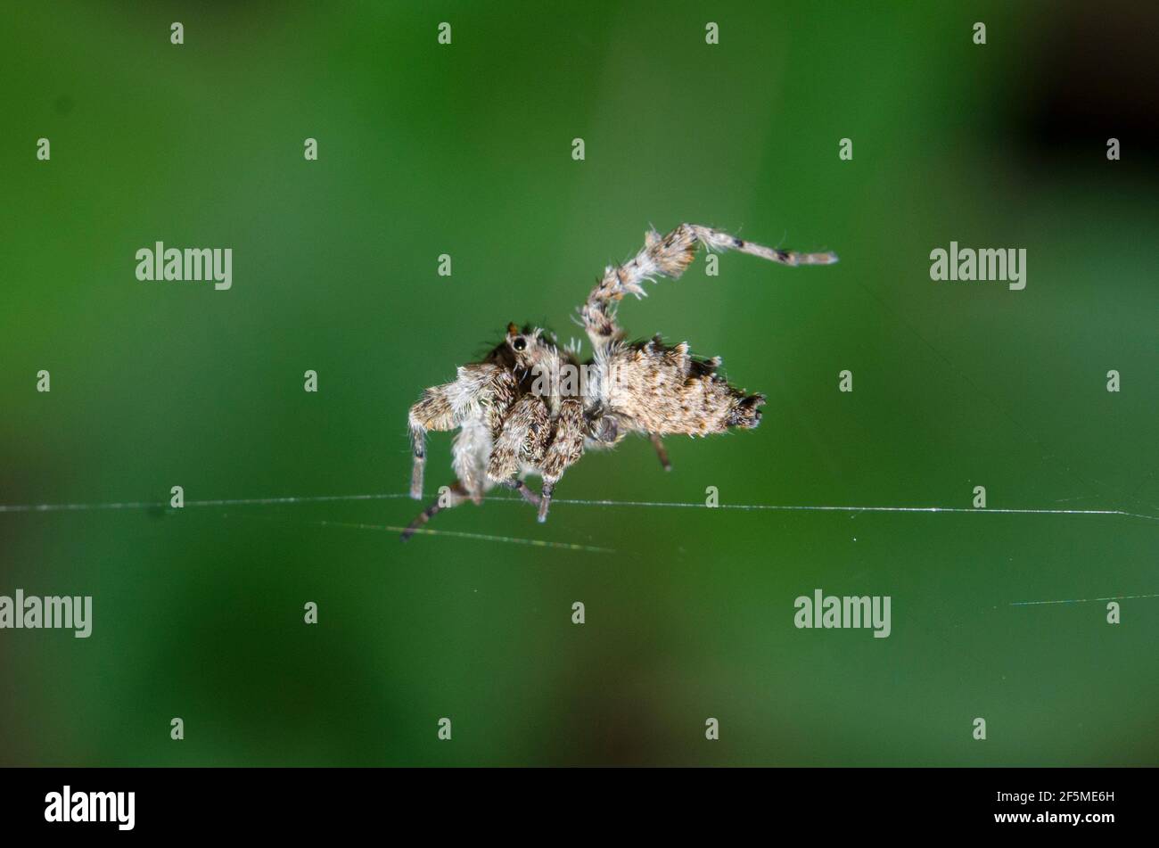 White moustached portia spider hi-res stock photography and images - Alamy