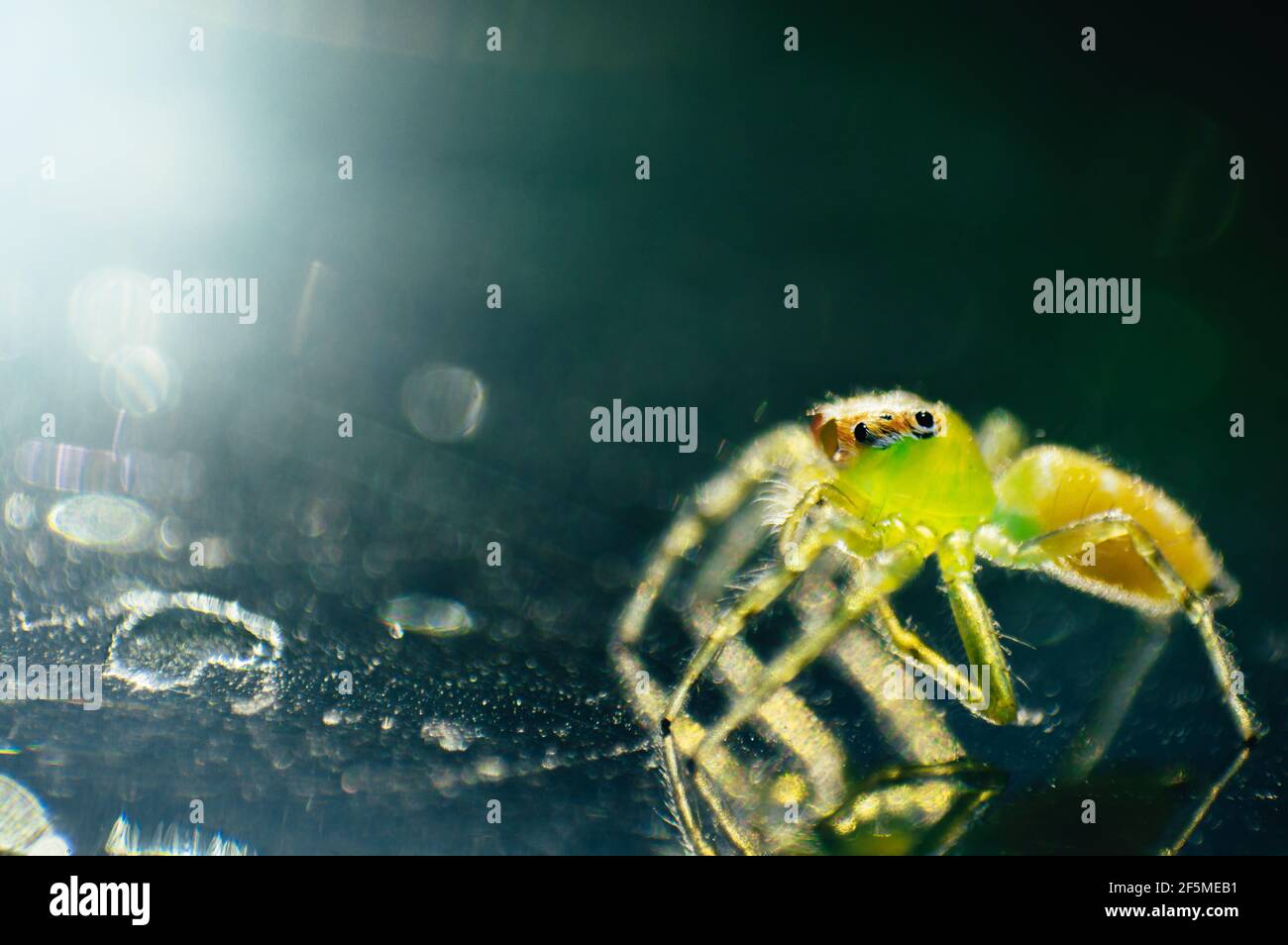 Green Jumping Spider Macro Photo with Bokeh Background Stock Photo - Alamy