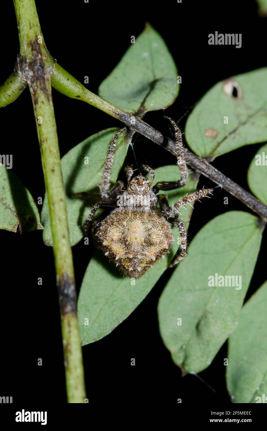 Tailed Orb-weaver Spiders, Eriovixia sp, on branch, Klungkung, Bali ...