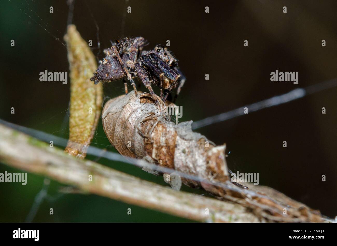 White Moustached Portia Spider, Portia labiata, on nest, Klungkung ...