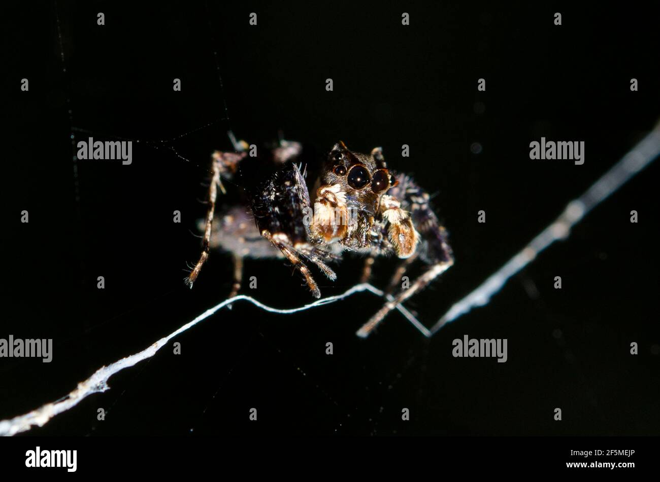 White moustached portia spider hi-res stock photography and images - Alamy