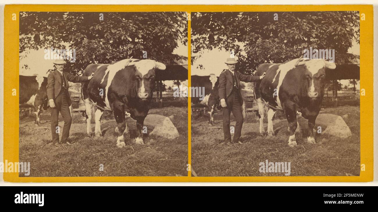 Cows with man with moustache, wearing hat, standing, at Lake Mahopac, N ...