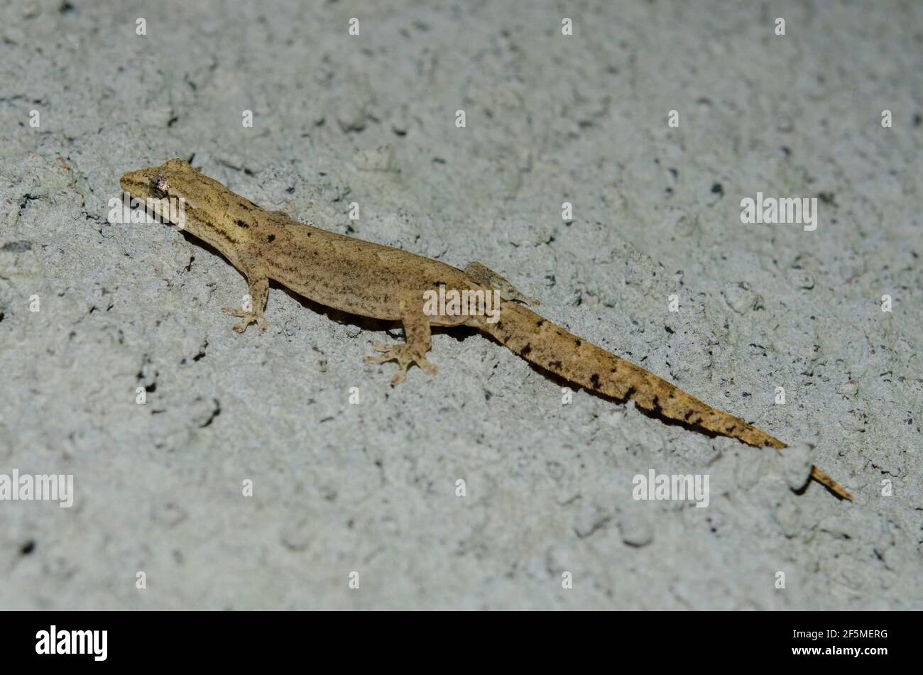 Flat-tailed House Gecko on wall, Hemidactylus platyurus, Klungkung ...