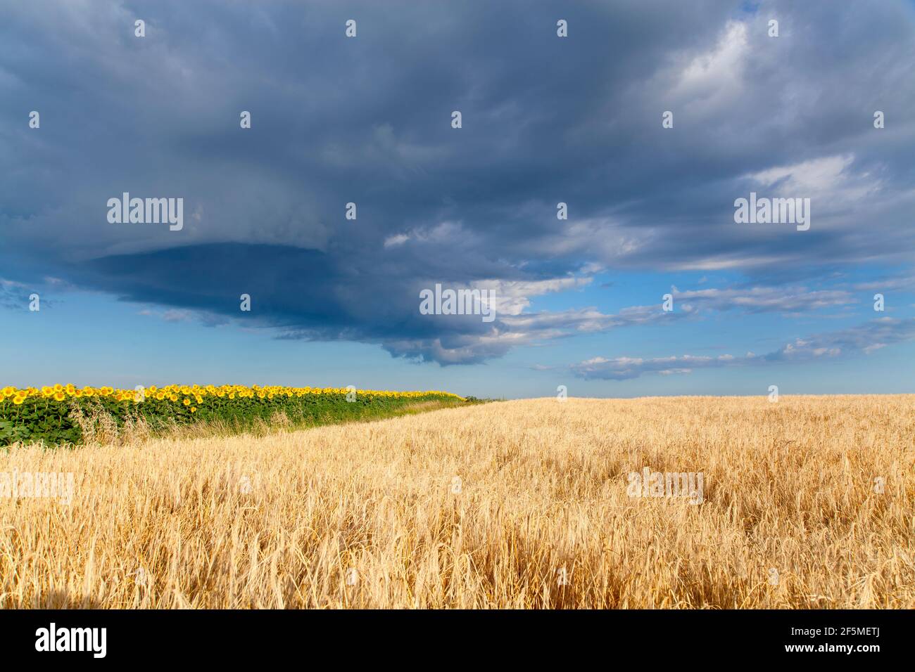 A field of rye and sunflowers under dramatic dark sky Stock Photo - Alamy