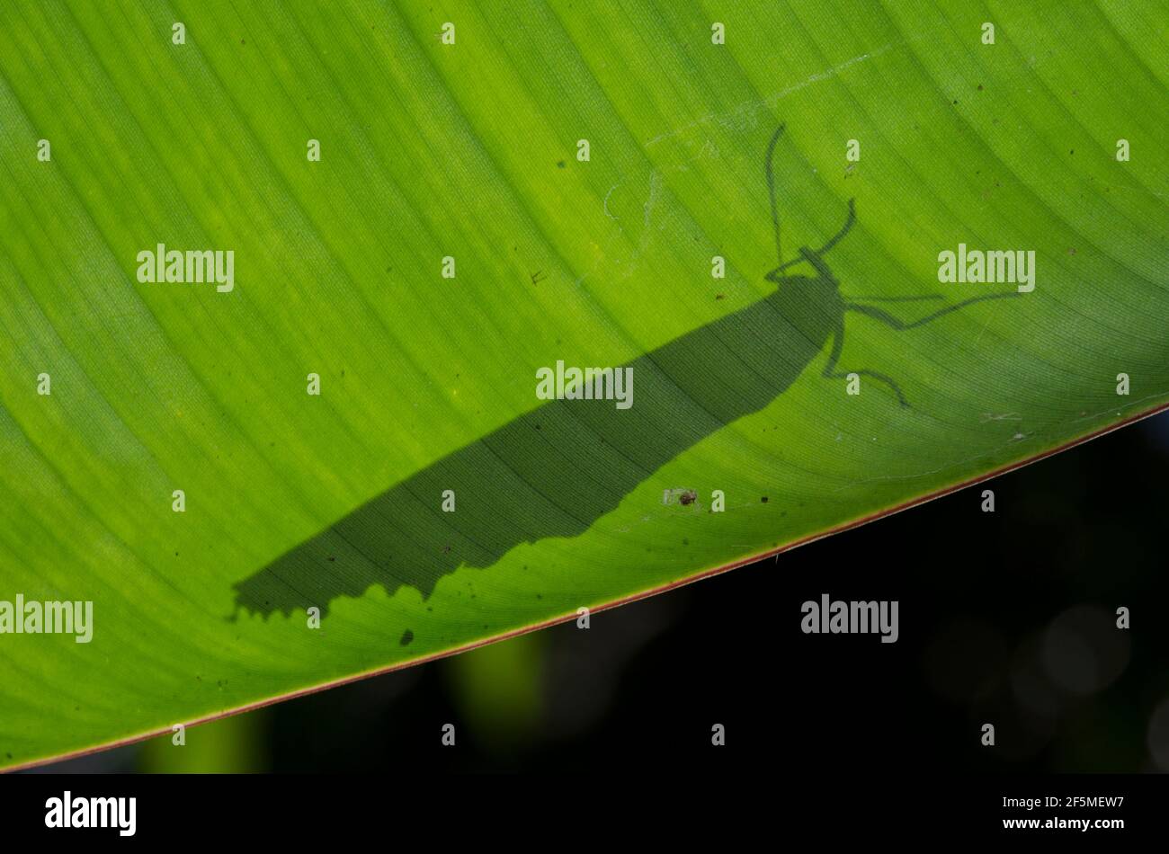 Palmfly hi-res stock photography and images - Alamy