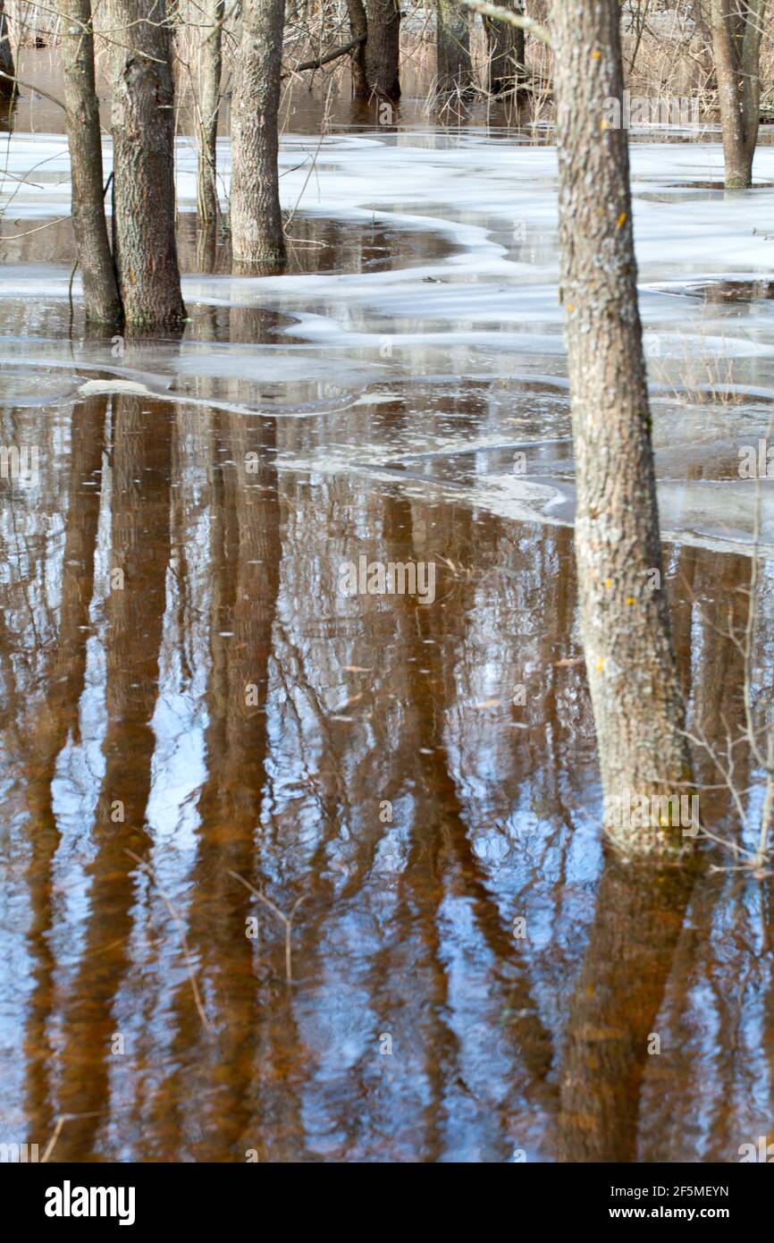 Spring flood in the forest, perfect reflection of trees in water Stock ...