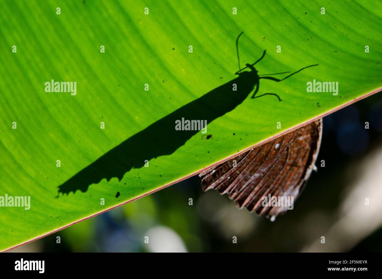 Shadow of Common Palmfly Butterfly, Elymnias hypermnestra agina, on ...