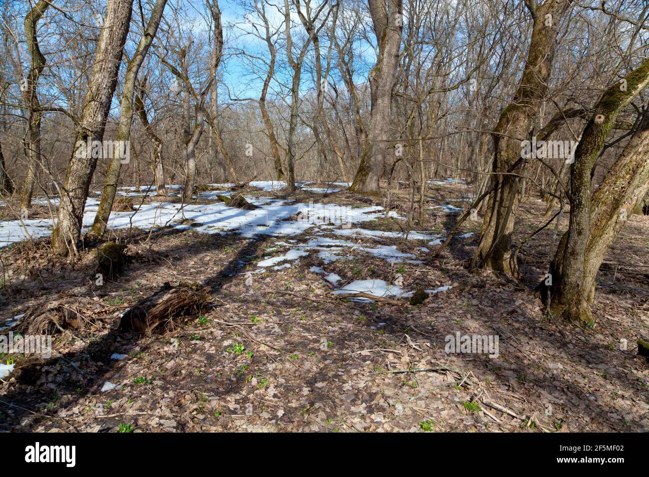 Spring forest with melting snow and first plants Stock Photo - Alamy