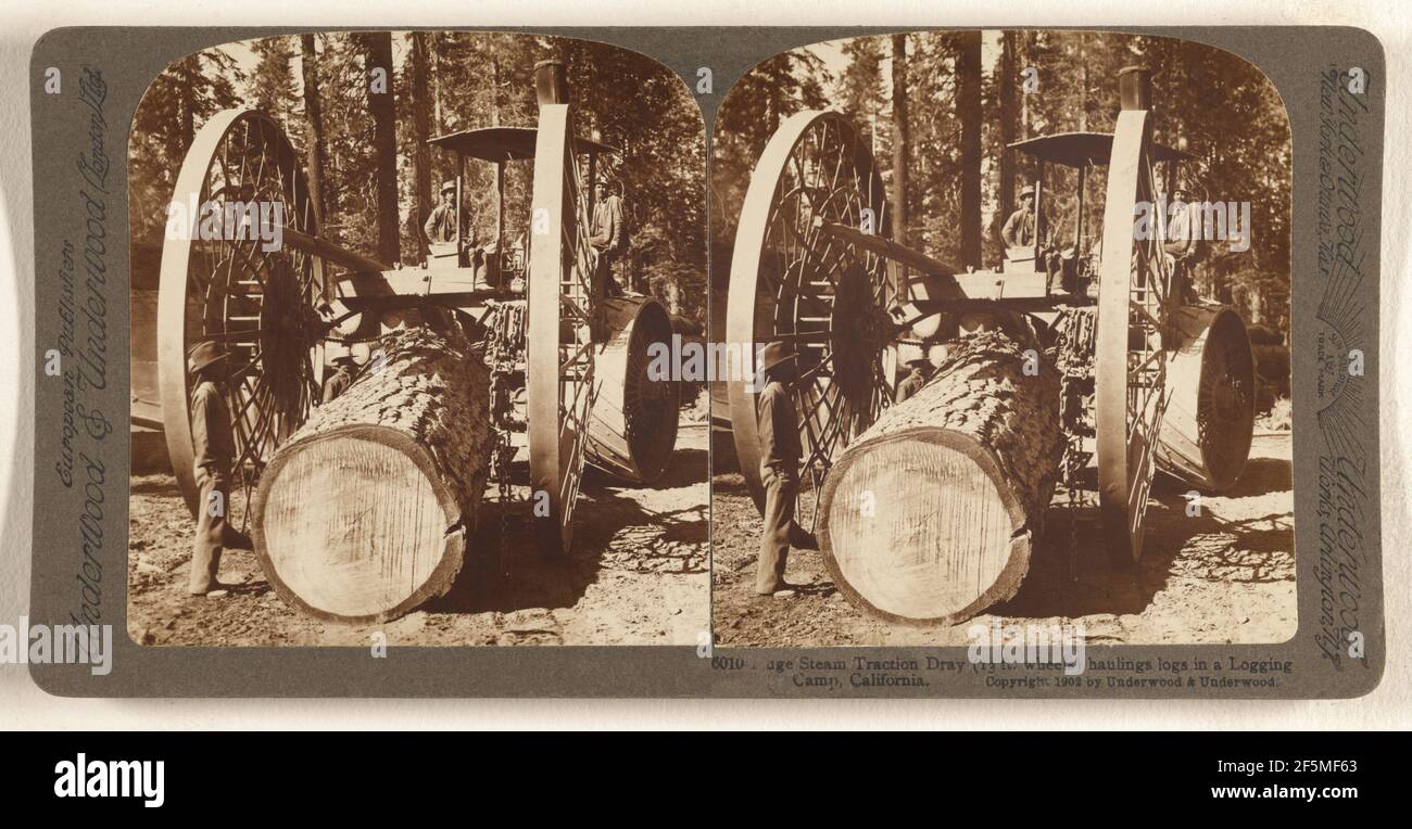 Huge Steam Traction Dray (13 ft. wheels) hauling logs in a Logging Camp ...