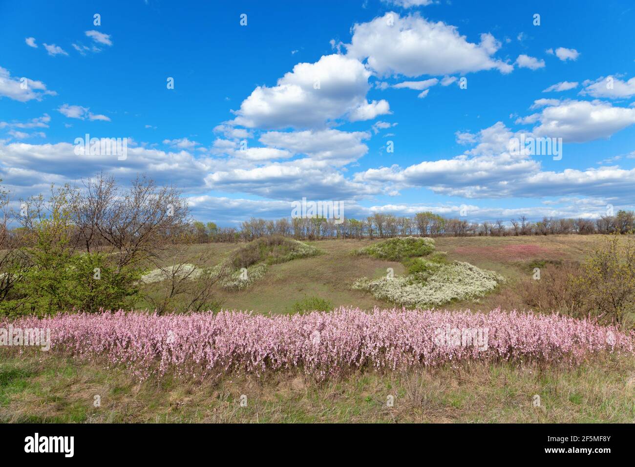 Spring landscape, pink flowers blossom in the foreground, bright blue ...