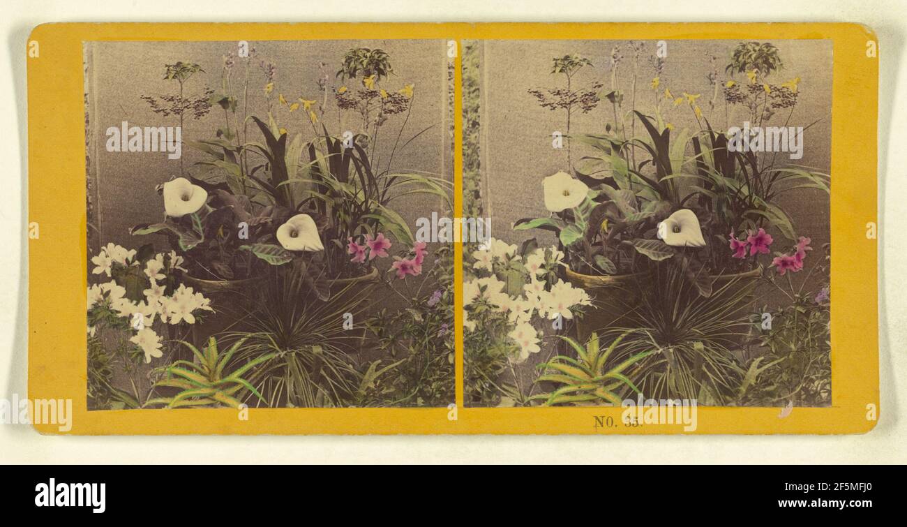 Potted flowers. Benjamin West Kilburn (American, 1827 - 1909 Stock ...