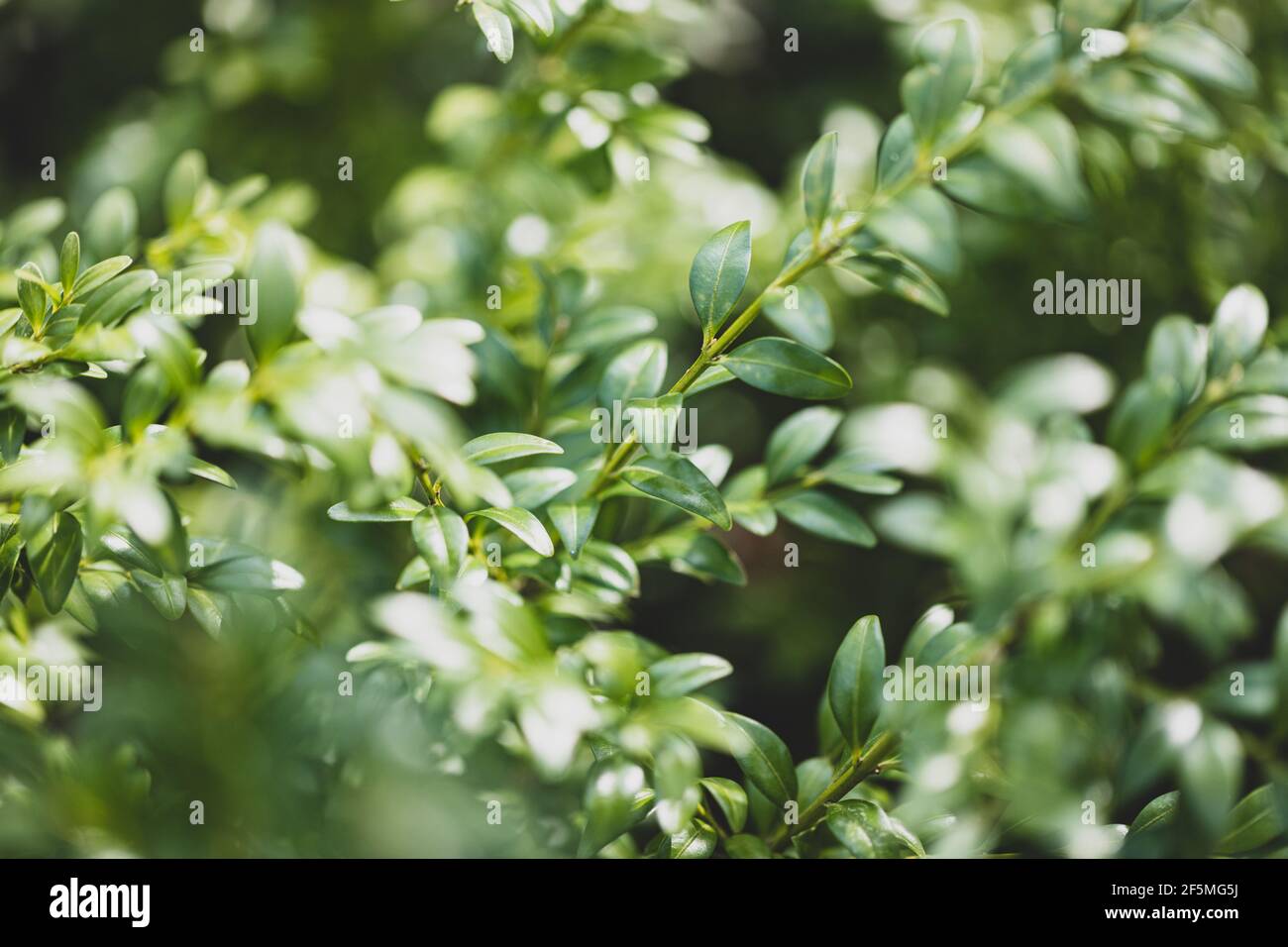 Myrtle plant, Myrtus communis background Stock Photo - Alamy