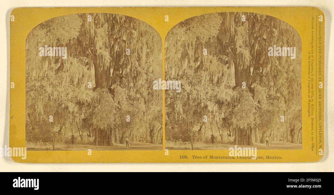 Tree of Montezuma, Chapultepec, Mexico.. Benjamin West Kilburn ...