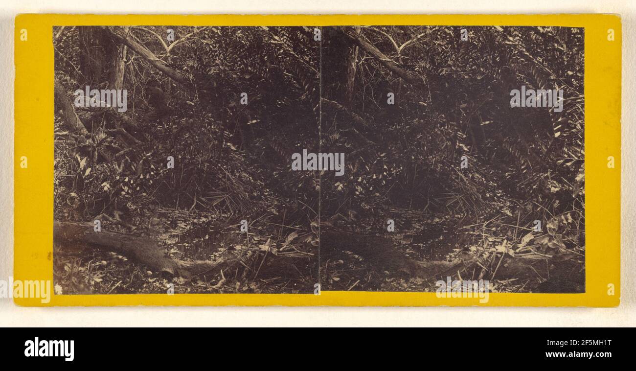 Entrance to the Donkey road at San Blas Bay. U.S. Darien Expedition ...