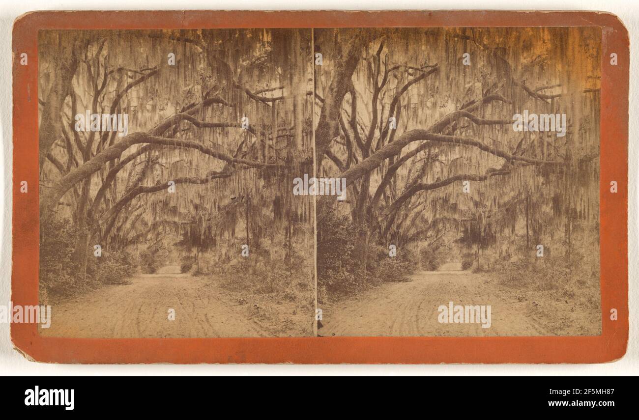 Bonaventure, Savannah, Georgia. Jerome Nelson Wilson (American, 1827 ...