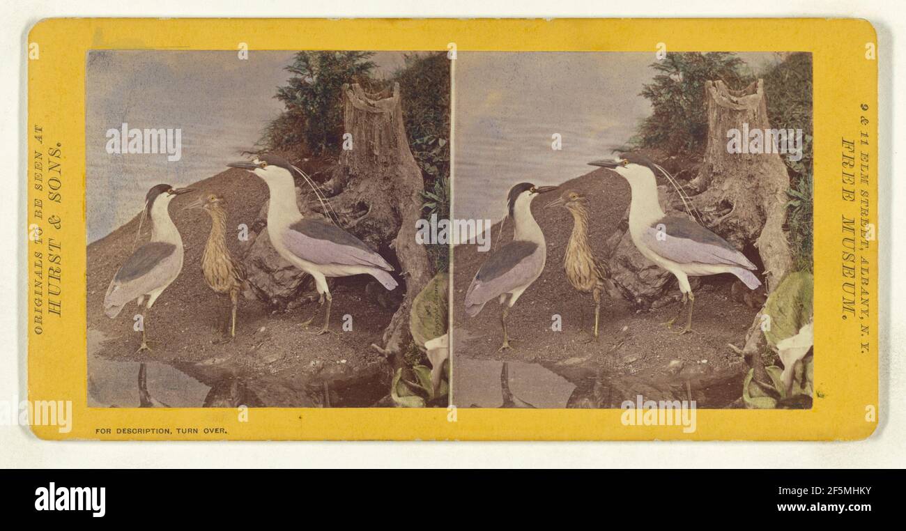 Class II, Order IV, Grallae. Family Gruidae. The Black-Crowned Night ...