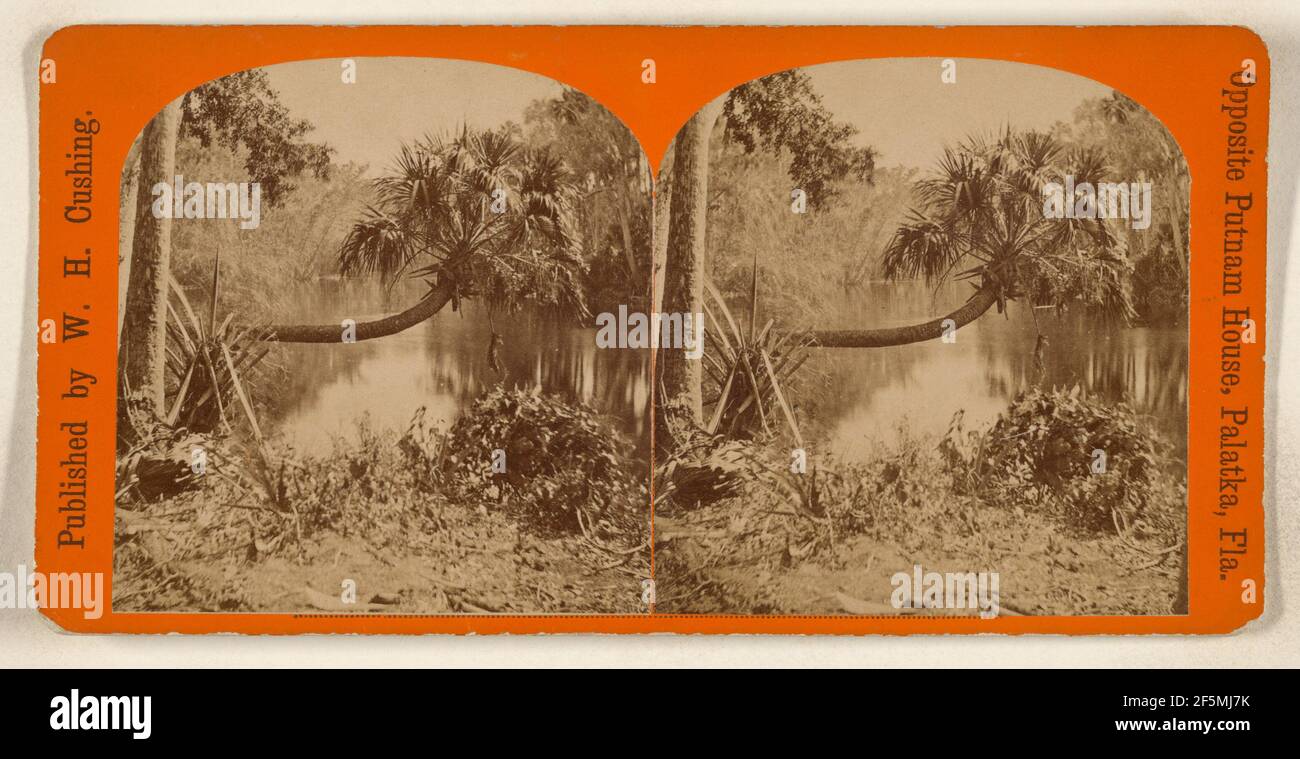 Horizontal palm tree, Palatka, Florida. W.H. Cushing (American, active ...