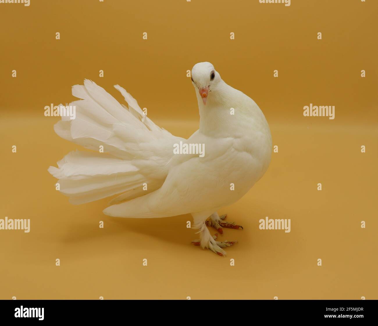 English Fantail pigeon, beautiful white pigeon isolated on orange ...