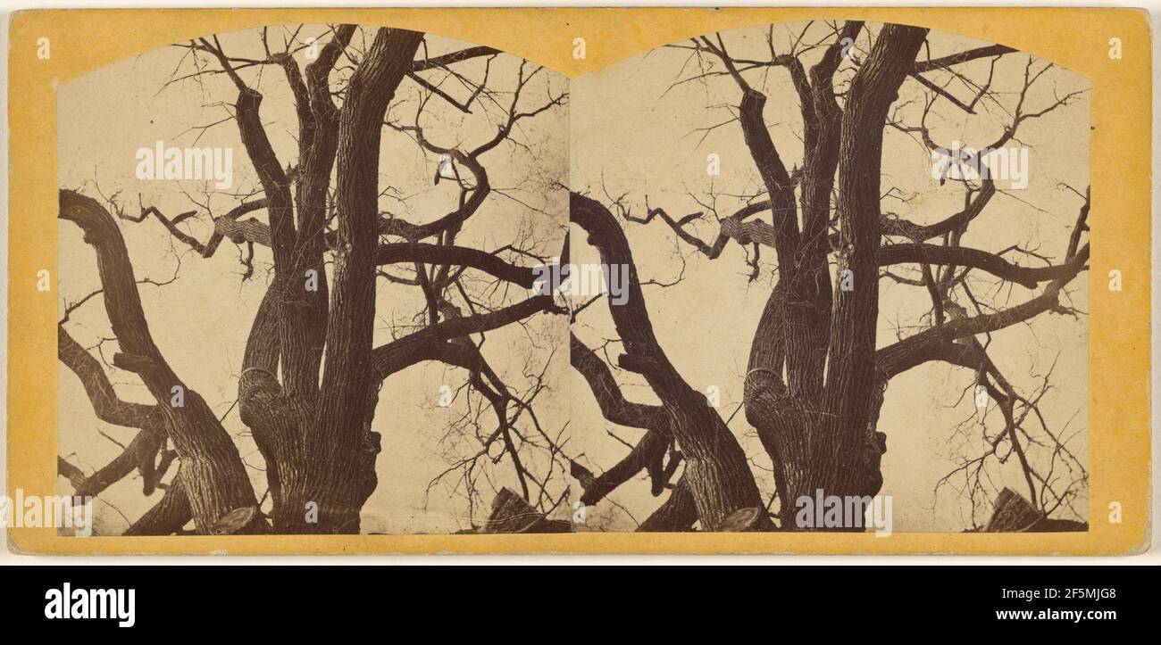 Old elm tree hi-res stock photography and images - Alamy