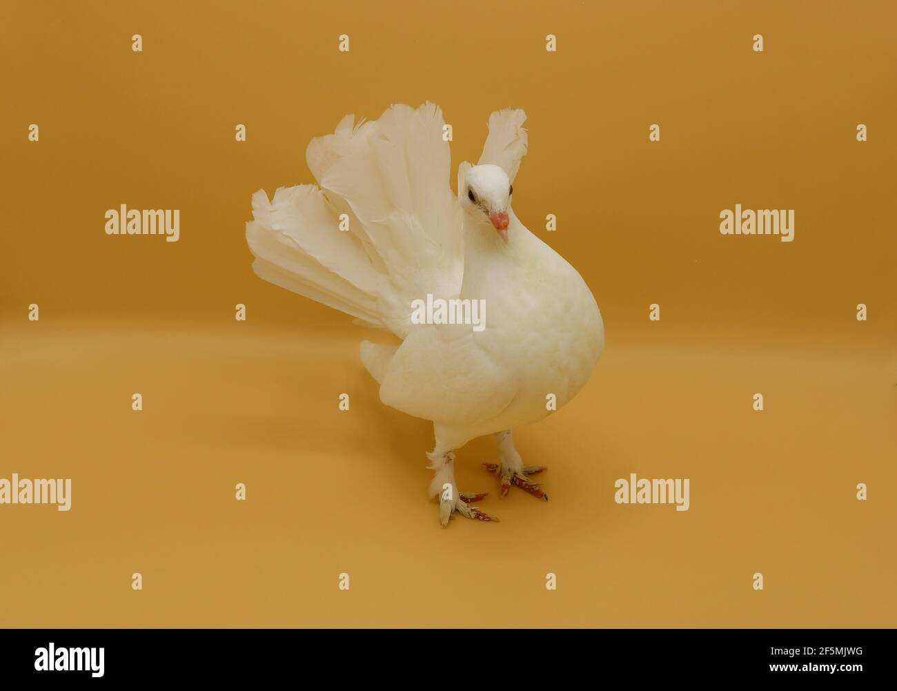 English Fantail pigeon, beautiful white pigeon isolated on orange ...