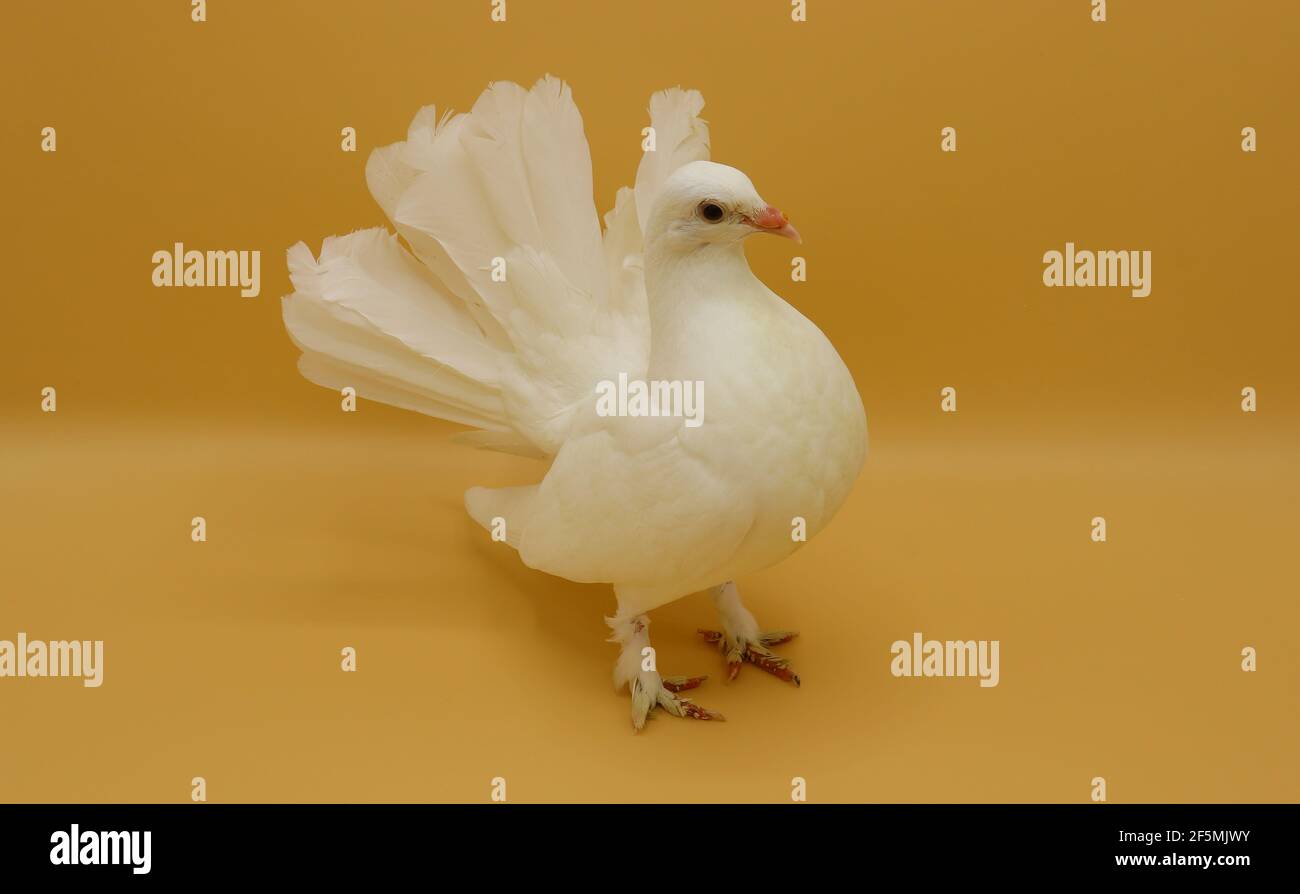 English Fantail pigeon, beautiful white pigeon isolated on orange ...