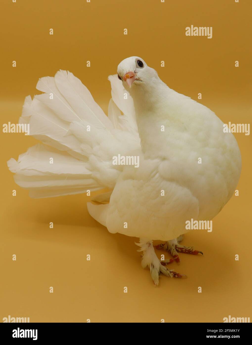 English Fantail pigeon, beautiful white pigeon isolated on orange ...