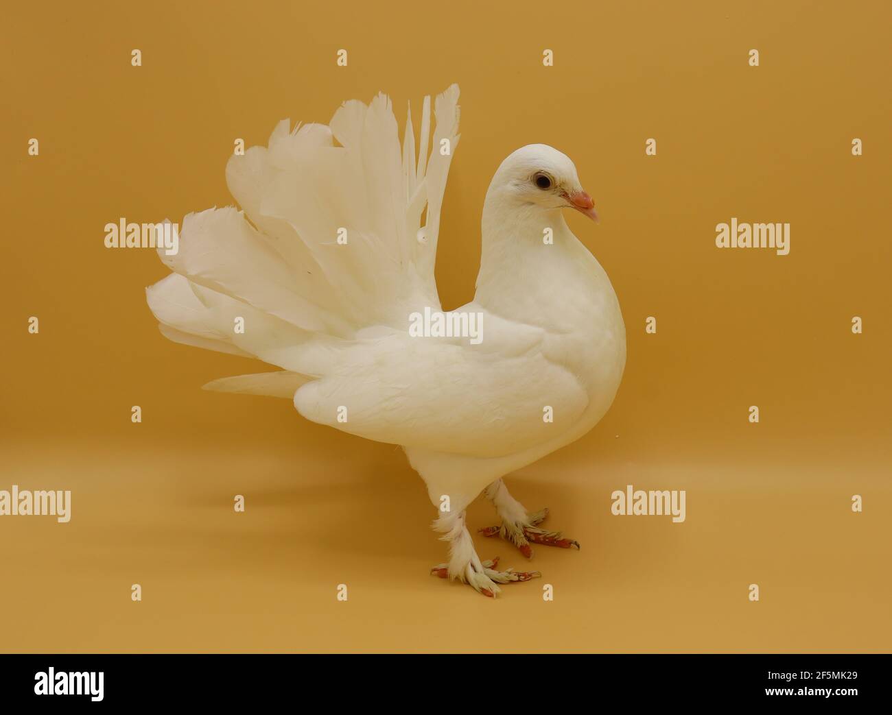 English Fantail pigeon, beautiful white pigeon isolated on orange ...