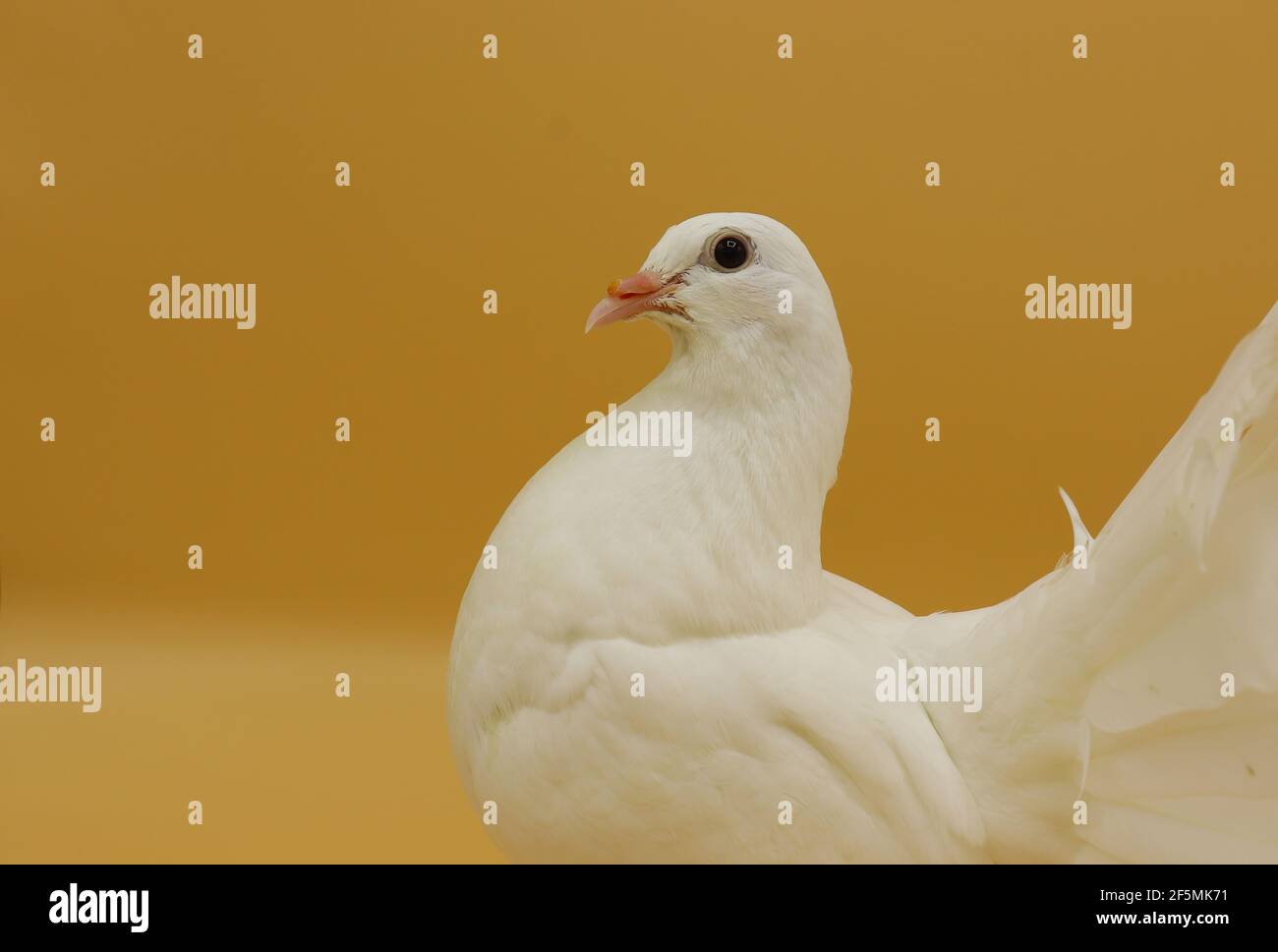English Fantail pigeon, beautiful white pigeon isolated on orange ...
