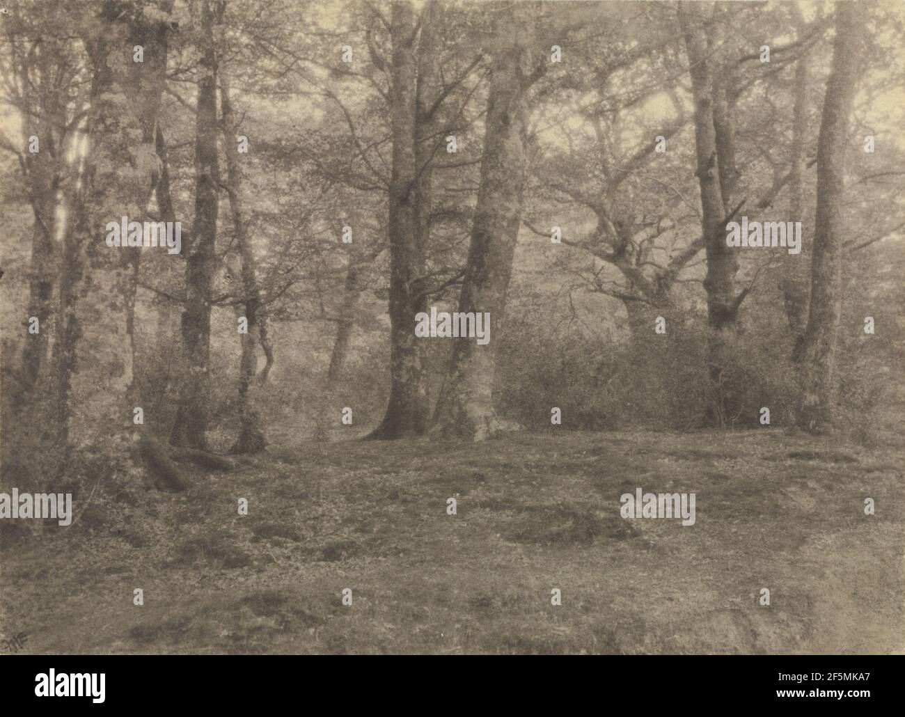 New Forest. Frederick H. Evans (British, 1853 - 1943 Stock Photo - Alamy