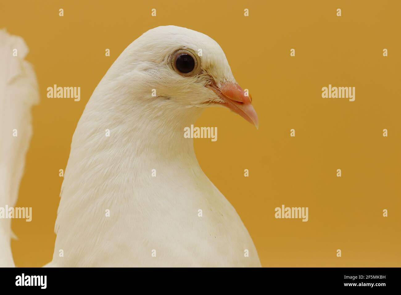 English Fantail pigeon, beautiful white pigeon isolated on orange ...