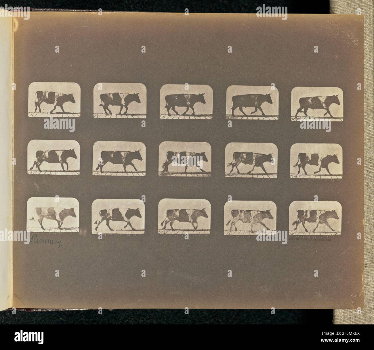 Running. Eadweard J. Muybridge (American, born England, 1830 - 1904 ...