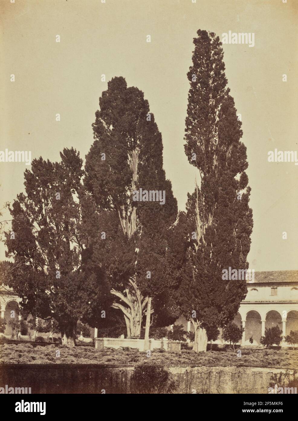 Michel Angelo's Cypresses in the Carthusian Convent, Diocletians Baths ...