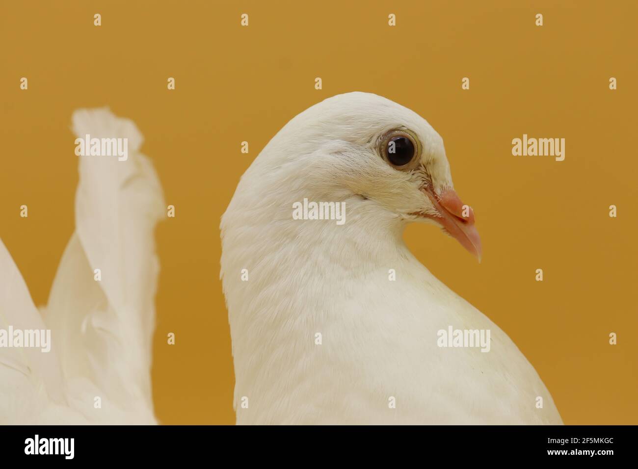 English Fantail pigeon, beautiful white pigeon isolated on orange ...