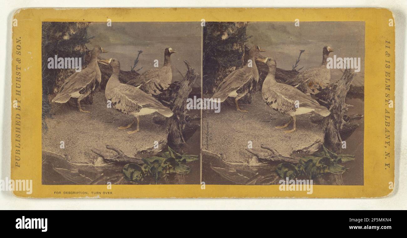 Class II, Order VI, Natatores. Family Anatidae. The White Fronted Goose ...